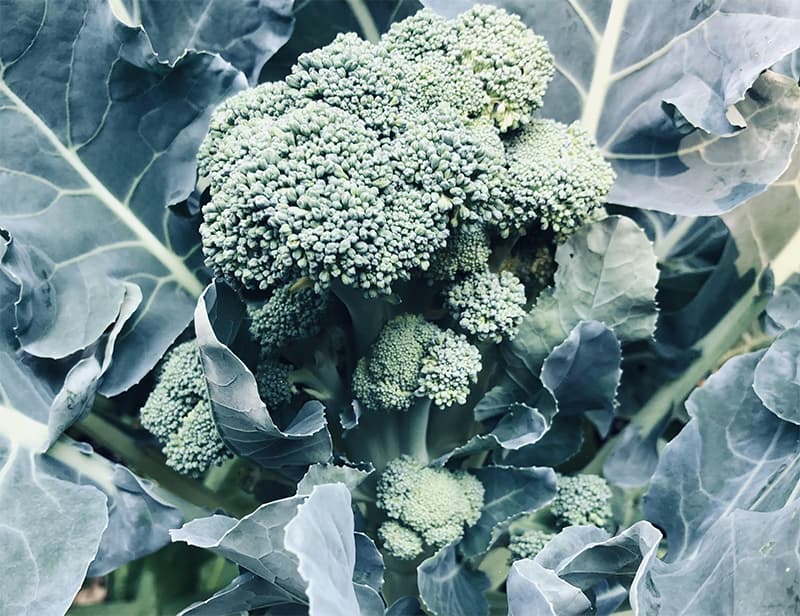 Broccoli - Green Sprouting Calabrese seeds - Heirloom Seeds Canada