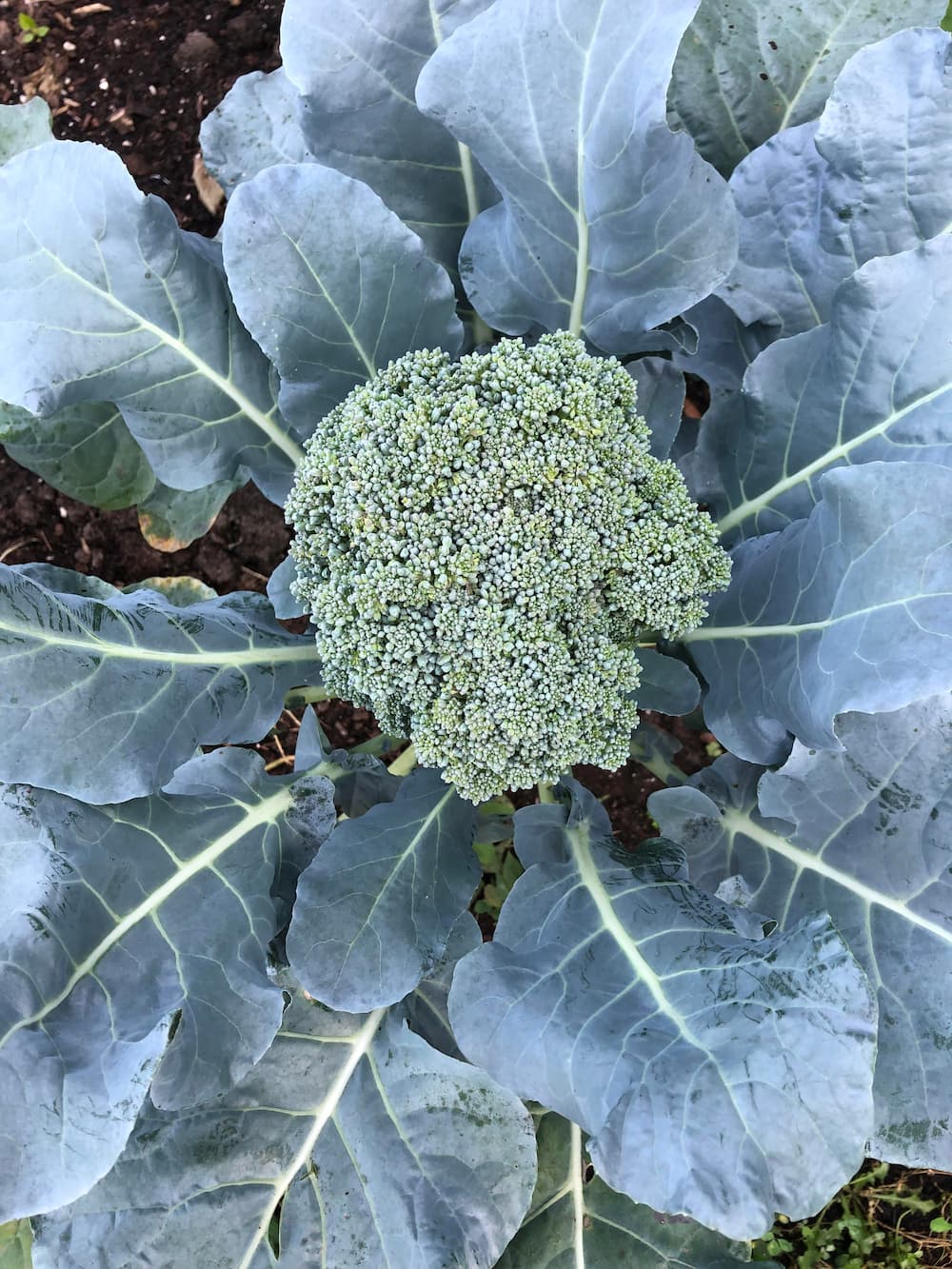 Broccoli - Green Sprouting Calabrese seeds - Heirloom Seeds Canada