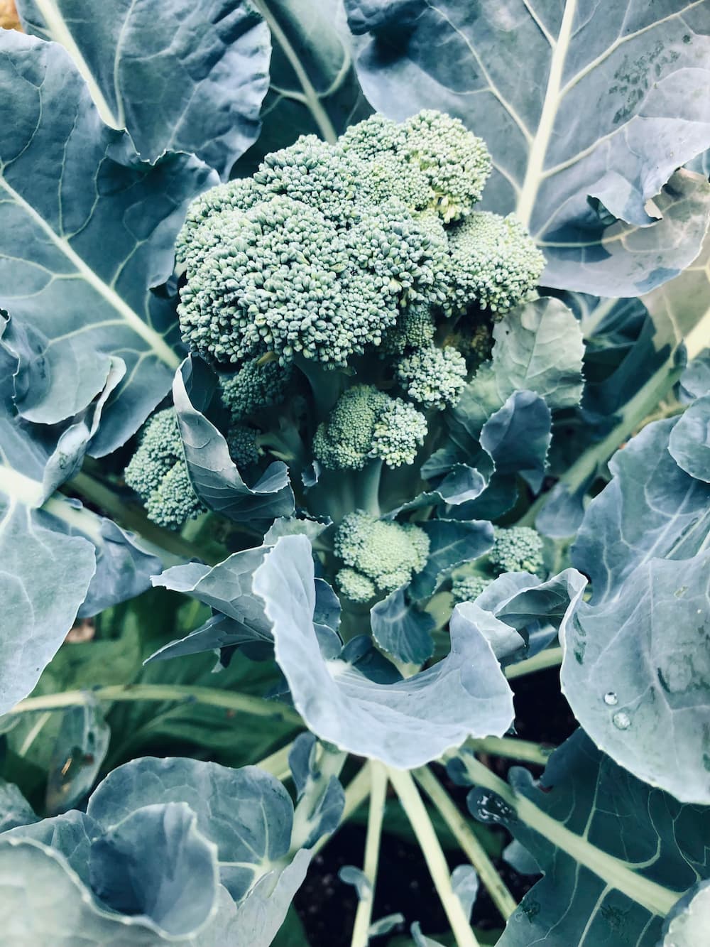 Broccoli - Green Sprouting Calabrese seeds - Heirloom Seeds Canada