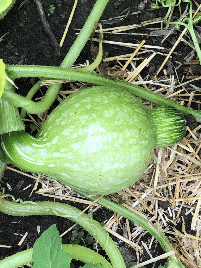 Squash - Hubbard Green seeds - Heirloom Seeds Canada