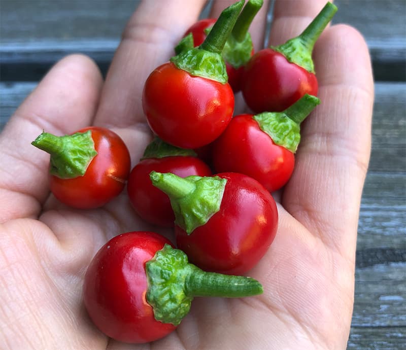 Hot Pepper - Small Cherry Hot seeds - Heirloom Seeds Canada