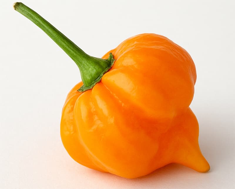 Hot Pepper - Scotch Bonnet Orange seeds - Heirloom Seeds Canada