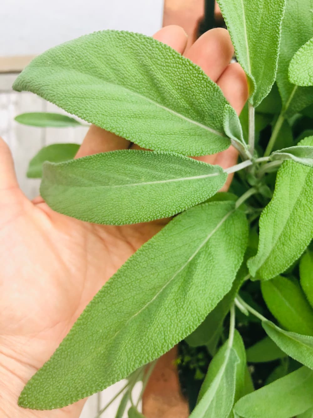 Sage - Common seeds - Heirloom Seeds Canada