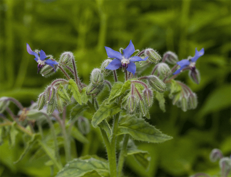 Borage seeds - Heirloom Seeds Canada