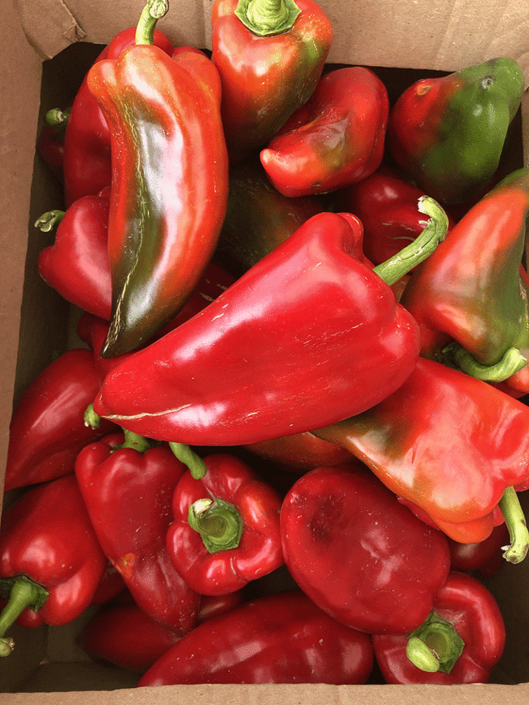 Pepper - Elephant Ear seeds - Heirloom Seeds Canada