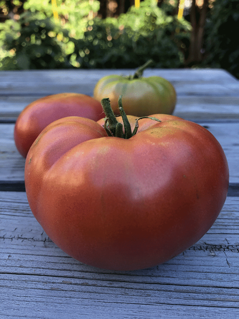 Tomato - German Johnson seeds - Heirloom Seeds Canada