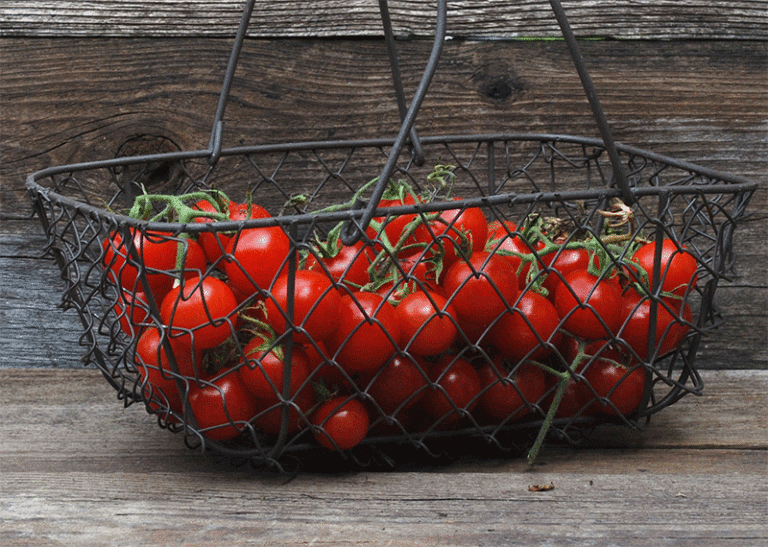 Tomato - Cherry - Tommy Toe seeds - Heirloom Seeds Canada