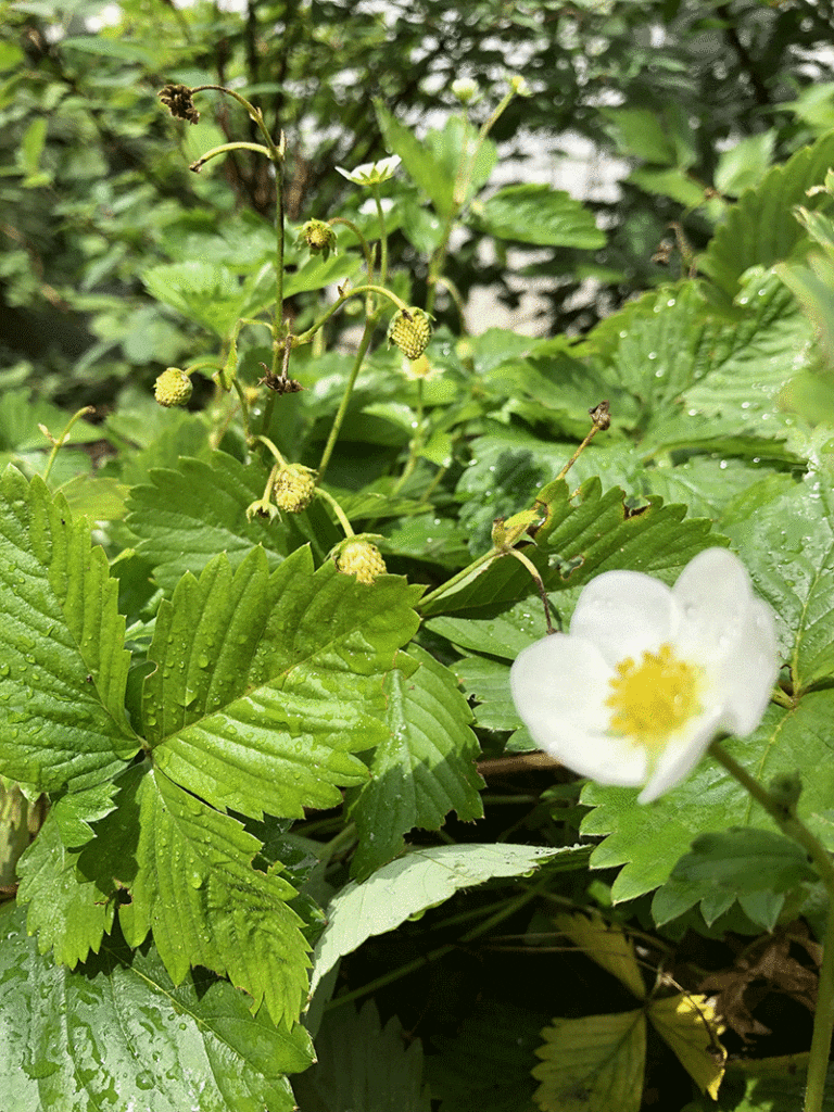 Strawberry - Yellow Wonder Alpine seeds - Heirloom Seeds Canada