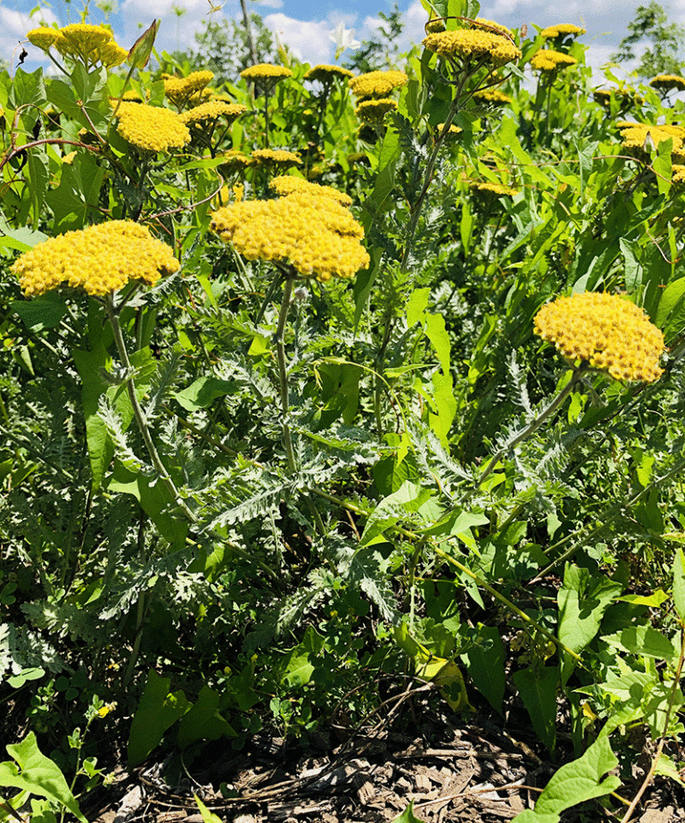 Achillea - Golden Yarrow seeds - Heirloom Seeds Canada