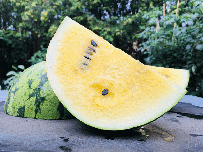 Melon - Petite Yellow Watermelon seeds - Heirloom Seeds Canada
