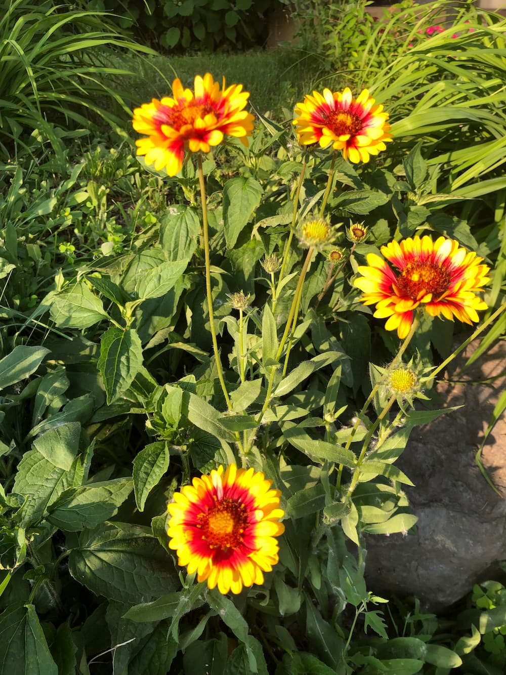 Gaillardia - Blanket Flower seeds - Heirloom Seeds Canada