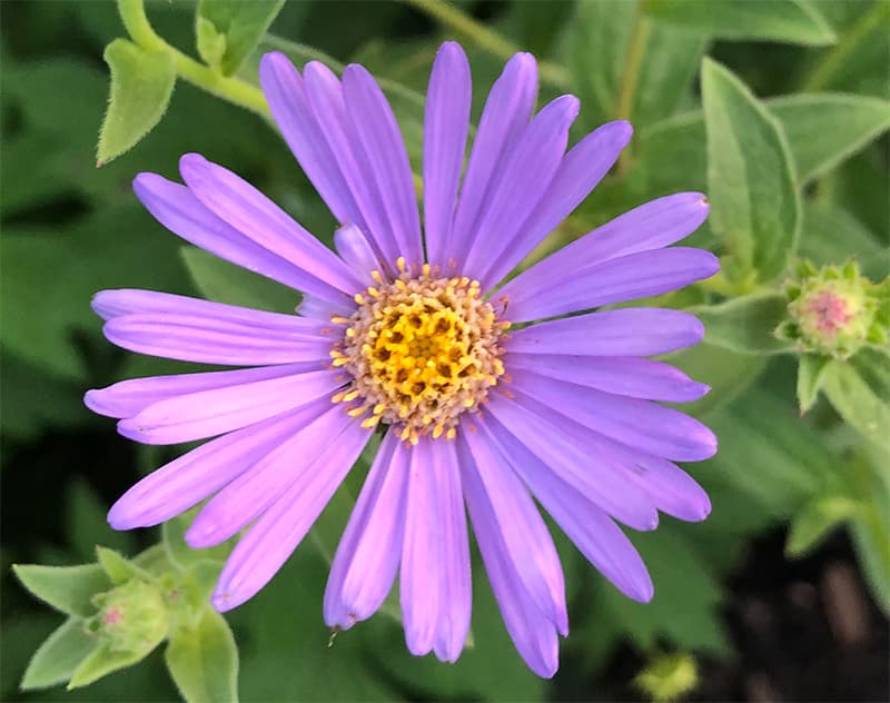 New England Aster seeds - Heirloom Seeds Canada