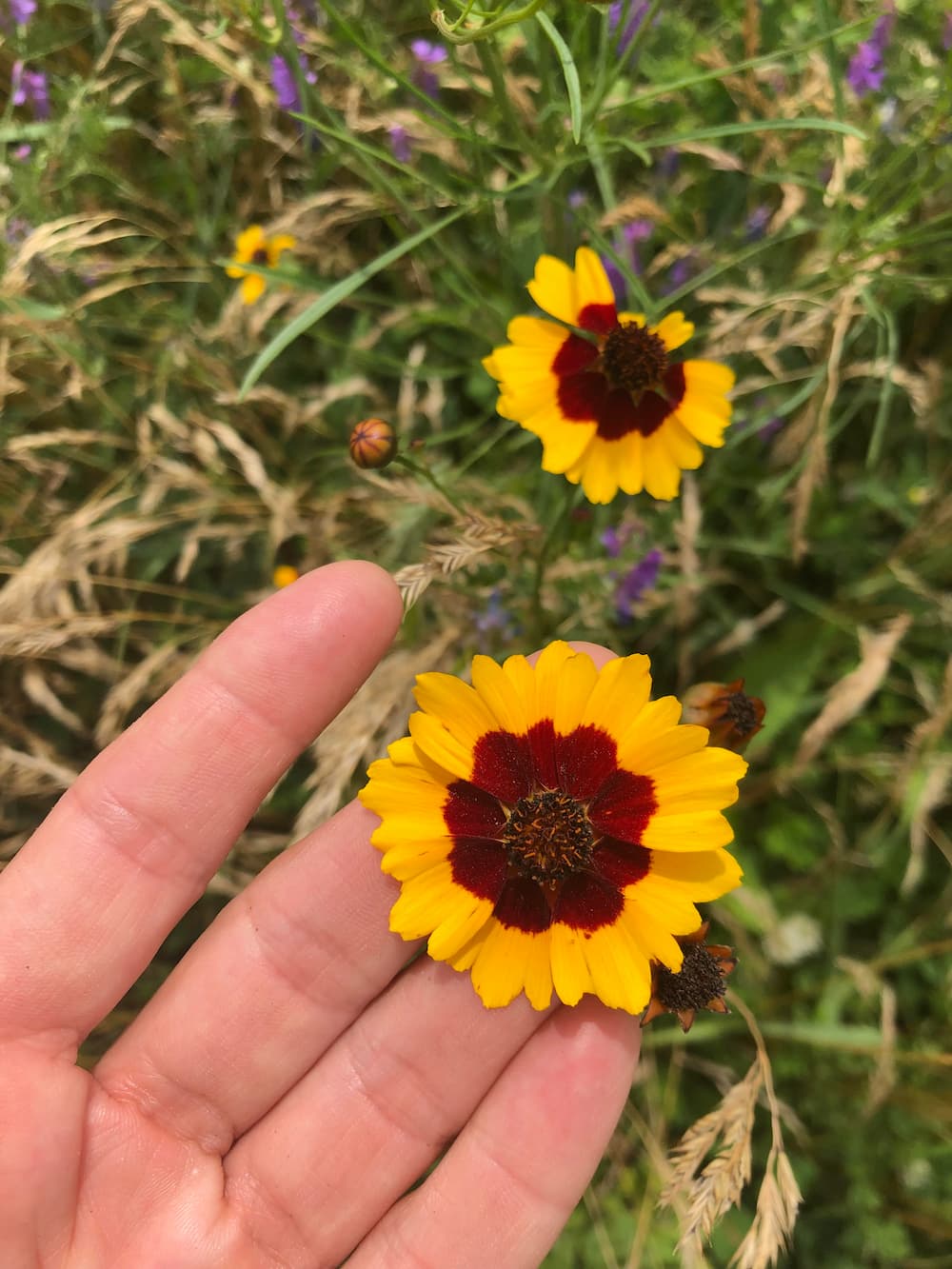 Plains Coreopsis seeds - Heirloom Seeds Canada