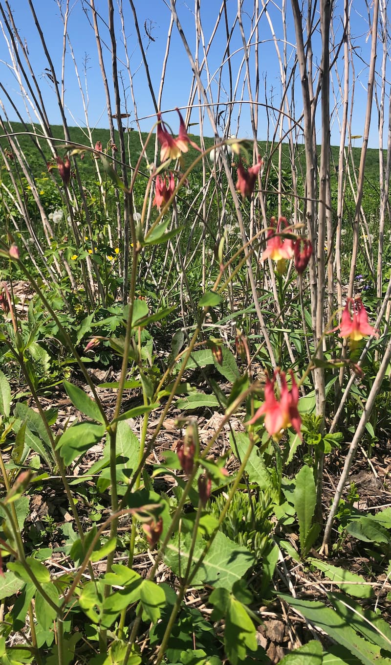 Wild Columbine seeds - Heirloom Seeds Canada