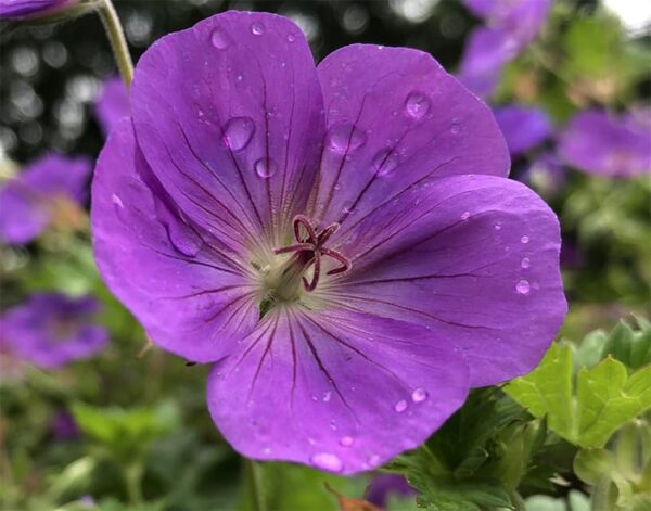 Wild Geranium seeds - Heirloom Seeds Canada