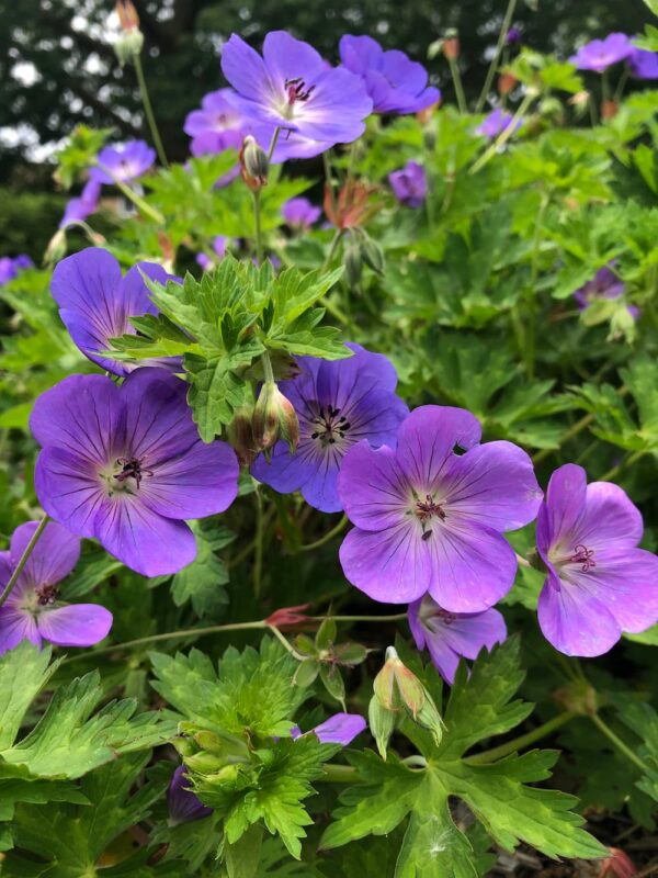 Wild Geranium seeds - Heirloom Seeds Canada