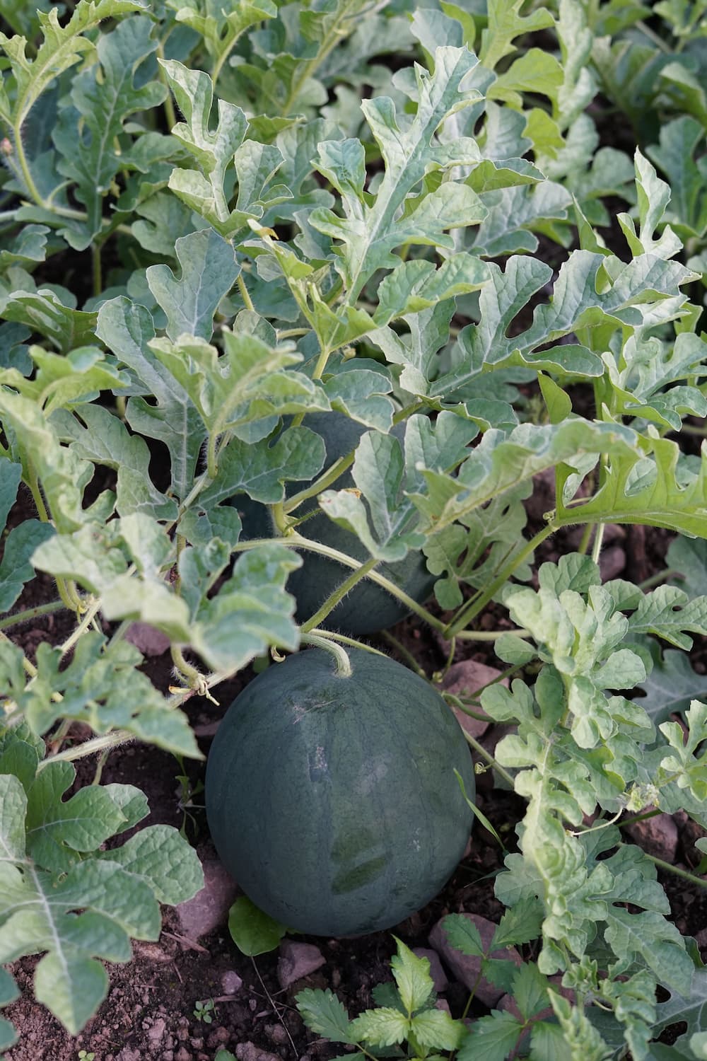 Melon - Blacktail Mountain watermelon seeds - Heirloom Seeds Canada