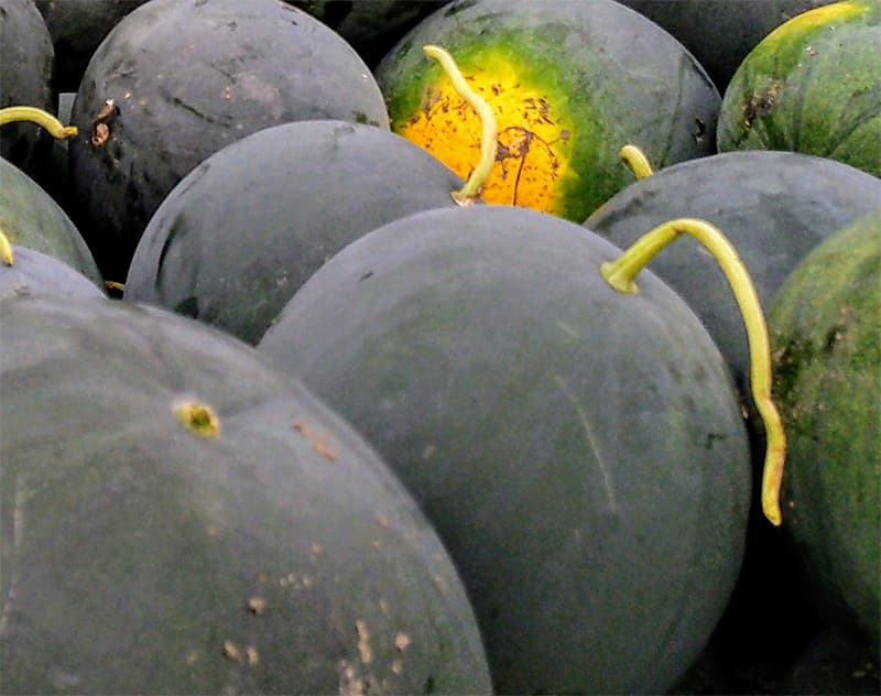 Melon - Blacktail Mountain watermelon seeds - Heirloom Seeds Canada