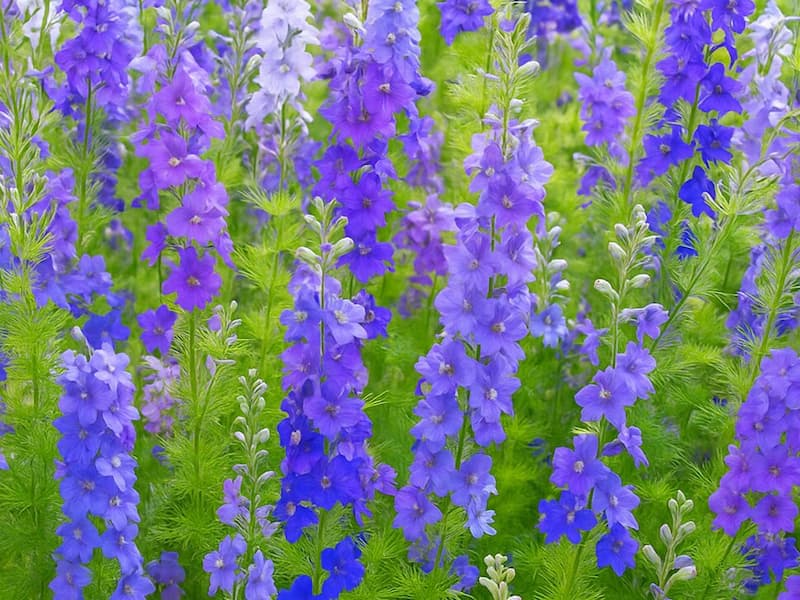 Larkspur - Shades of Blue seeds - Heirloom Seeds Canada