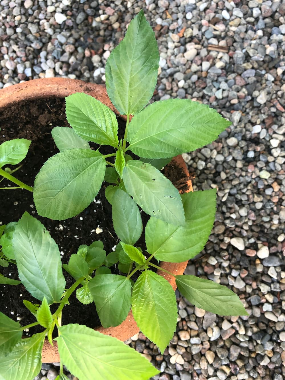 Molokhia - Egyptian spinach seeds - Heirloom Seeds Canada