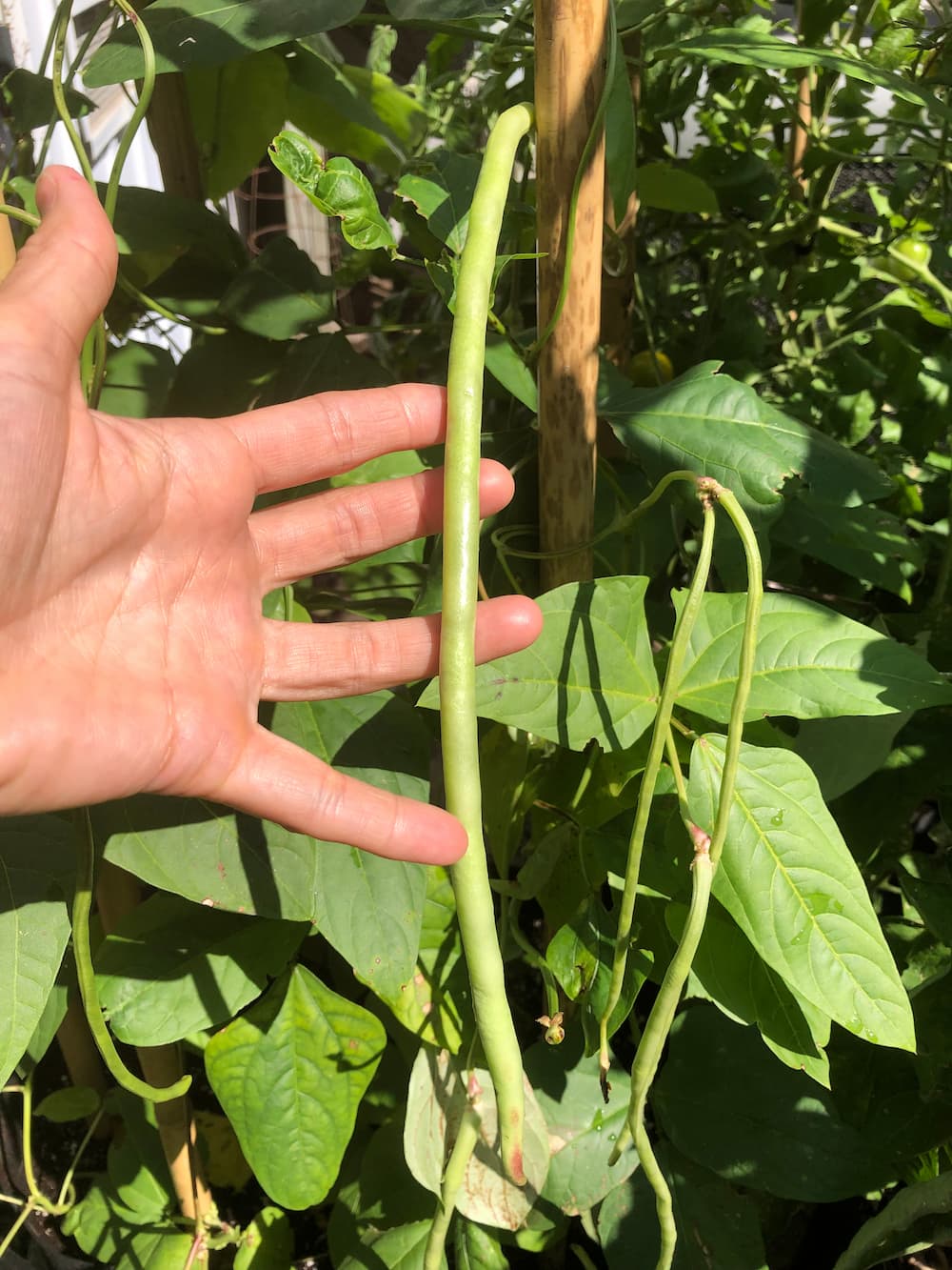 Bean - Yard Long Fong #2 green seeds - Heirloom Seeds Canada