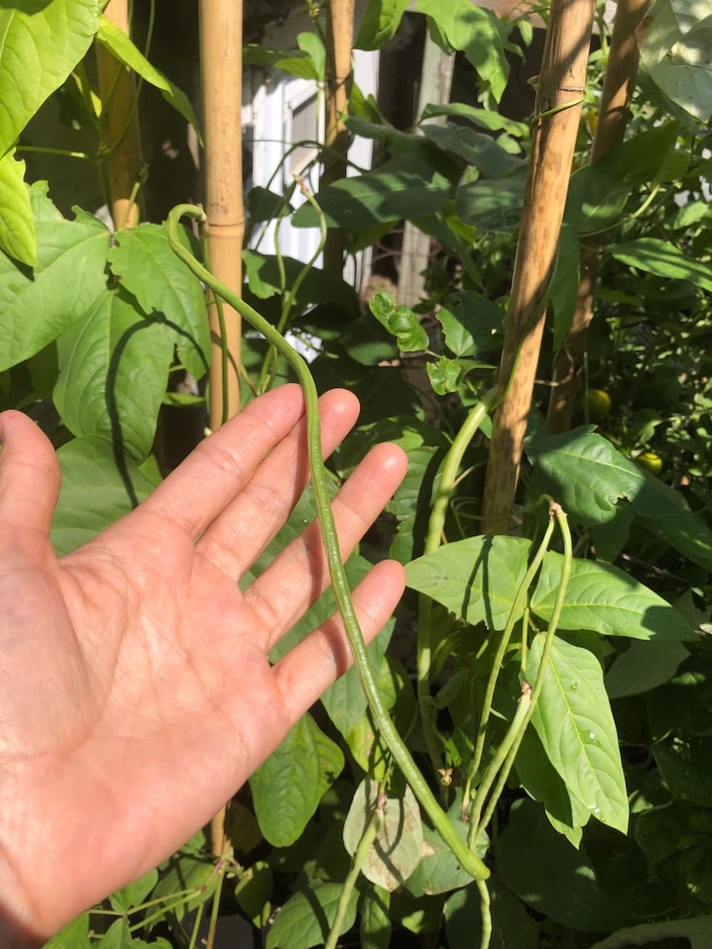 Bean - Yard Long Fong #2 green seeds - Heirloom Seeds Canada