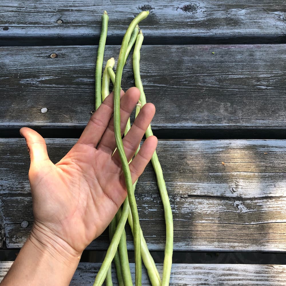 Bean - Yard Long Fong #2 green seeds - Heirloom Seeds Canada