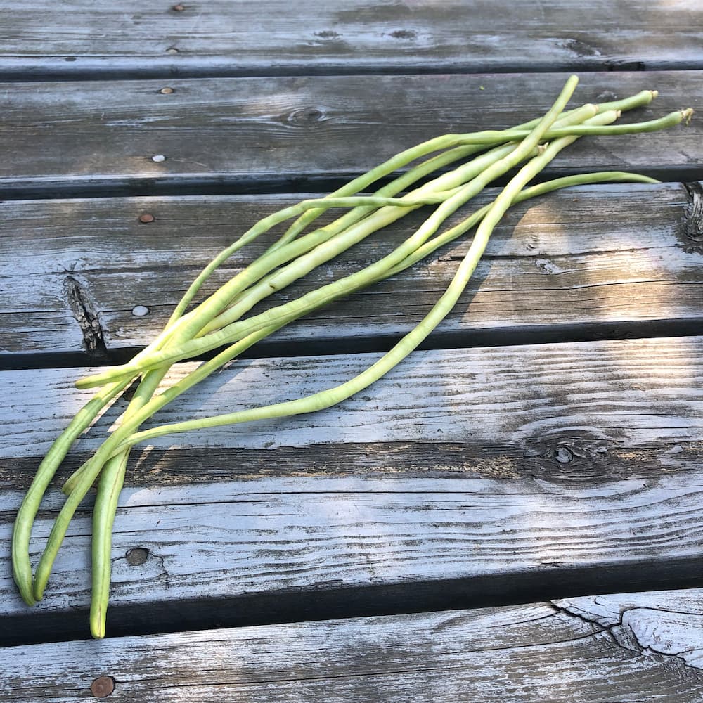 Bean - Yard Long Fong #2 green seeds - Heirloom Seeds Canada