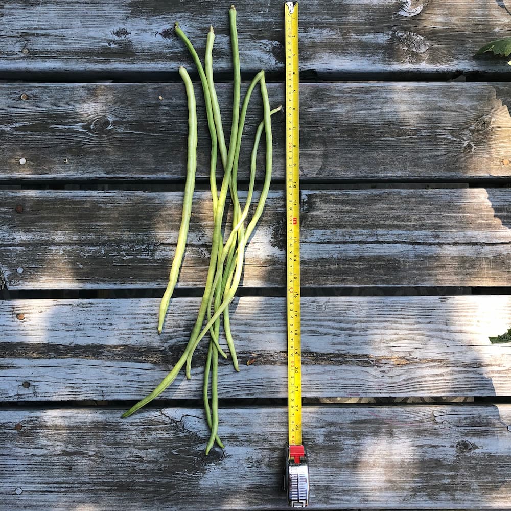 Bean - Yard Long Fong #2 green seeds - Heirloom Seeds Canada